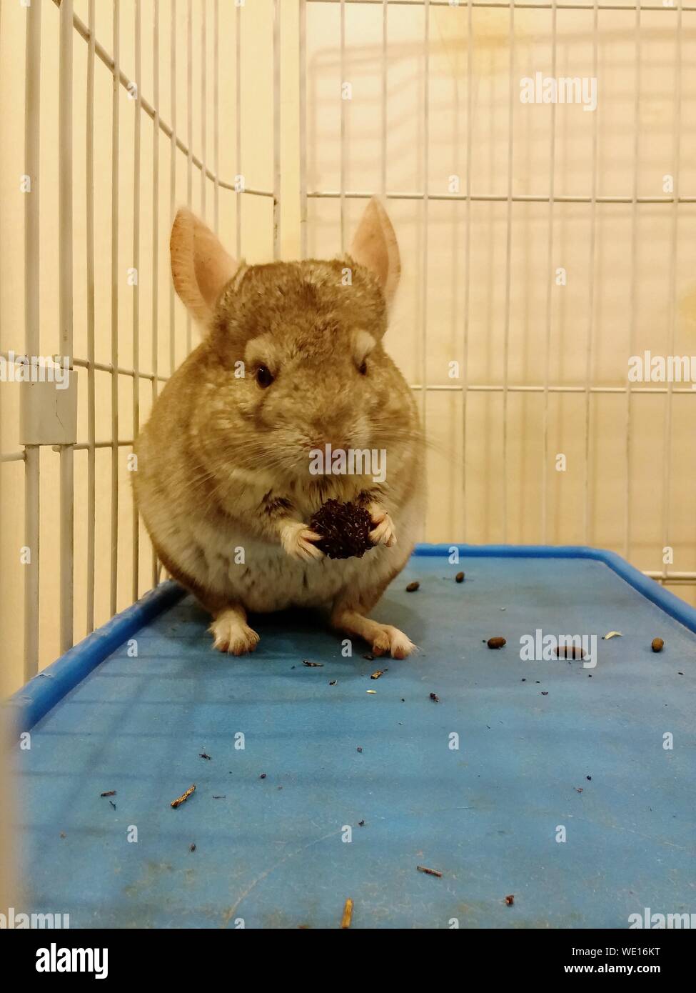 Feeding chinchilla hi-res stock photography and images - Alamy