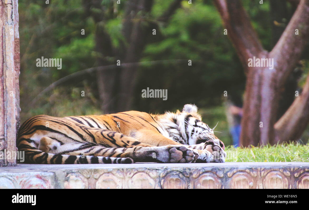 Tiger sleeping hi-res stock photography and images - Alamy