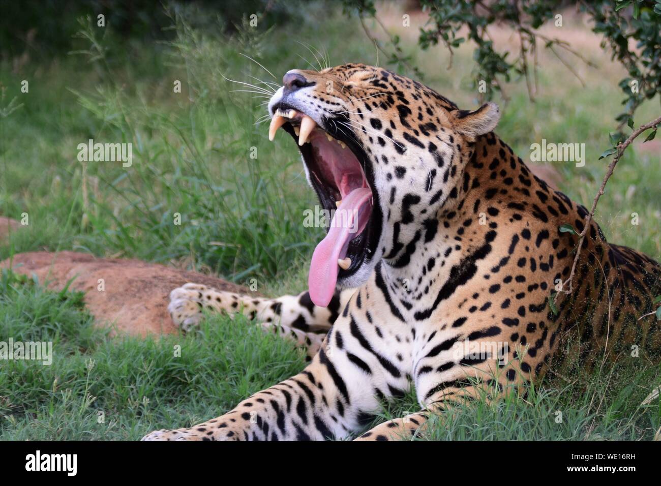 Jaguar mouth open hi-res stock photography and images - Alamy