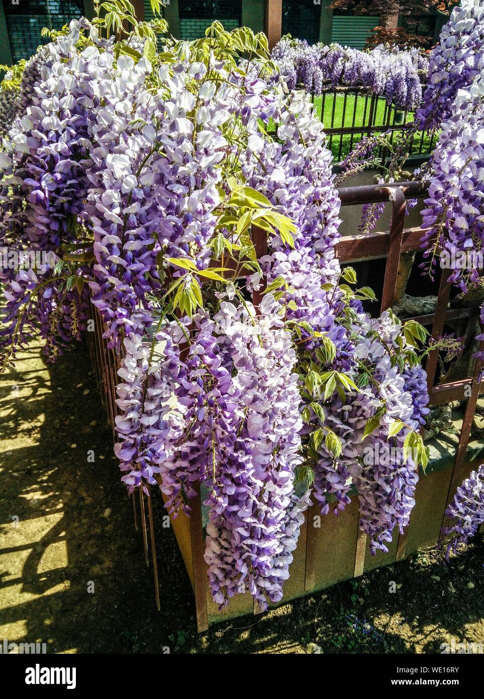 Creeping Flowers High Resolution Stock Photography and Images - Alamy