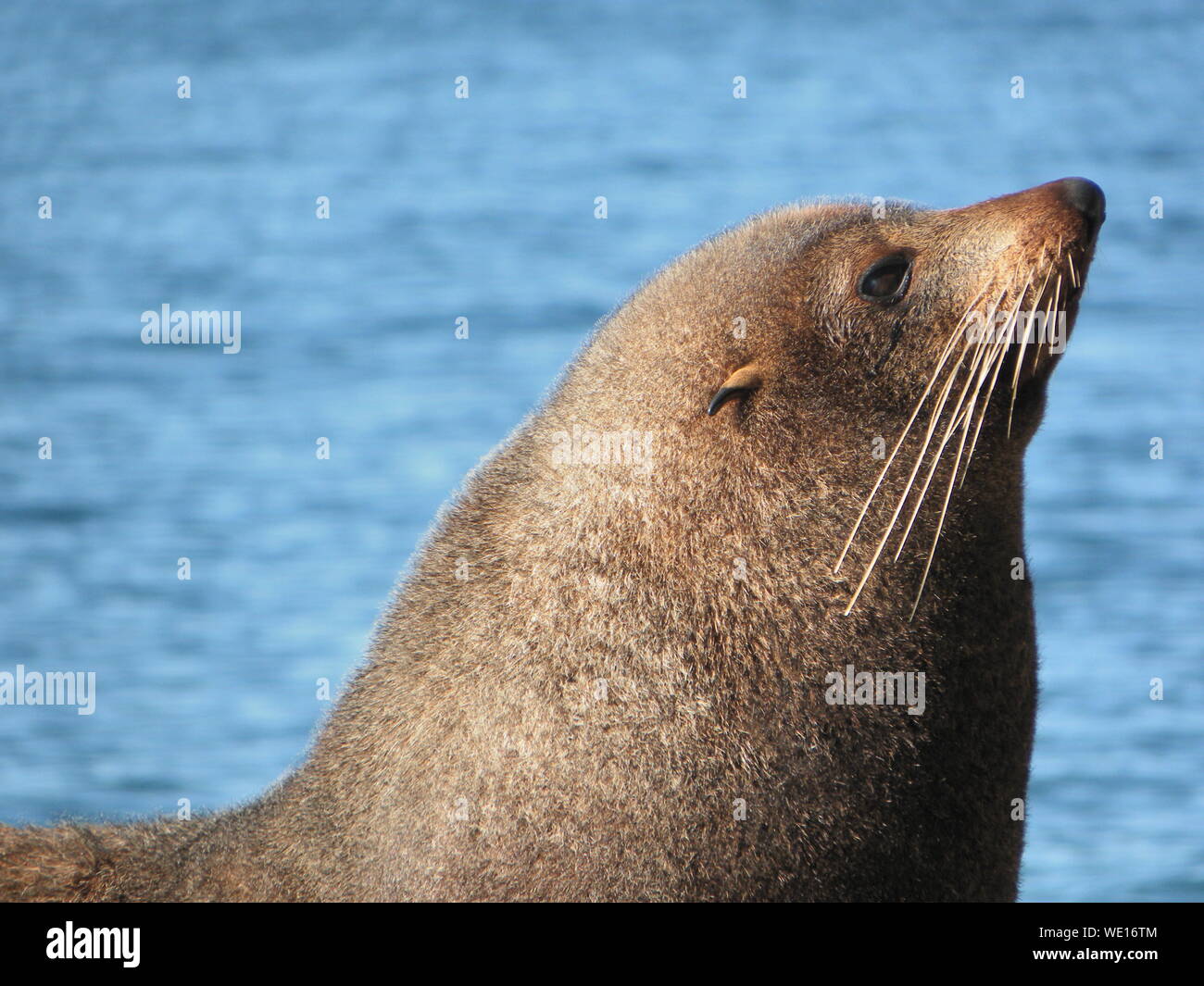 Seal river hi-res stock photography and images - Alamy