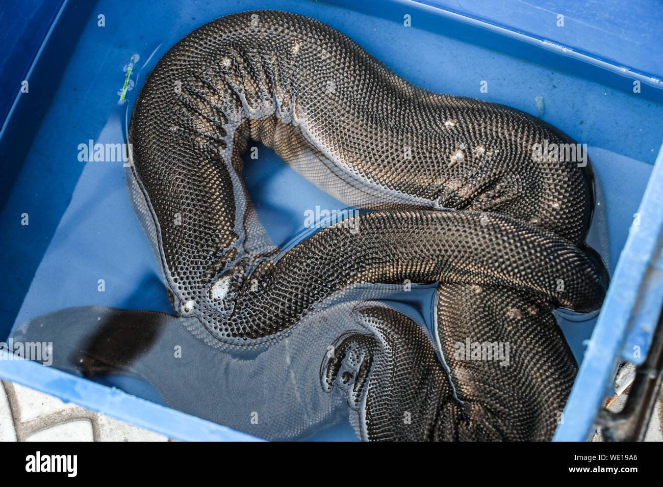 Blue snake hi-res stock photography and images - Alamy
