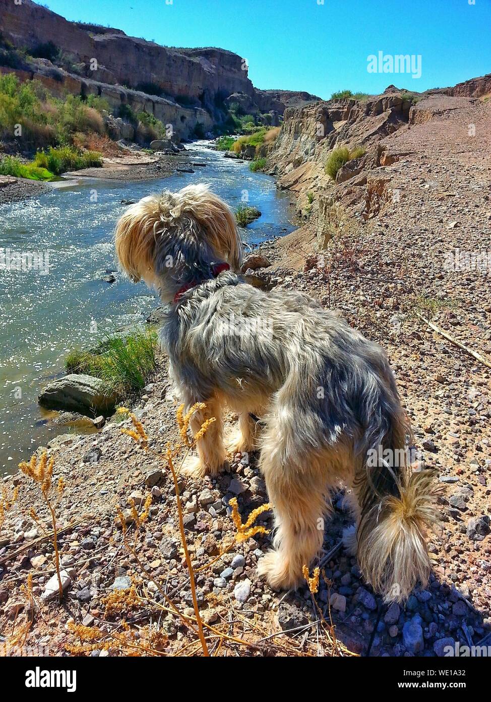 Maltipoo Standing High Resolution Stock Photography and Images - Alamy