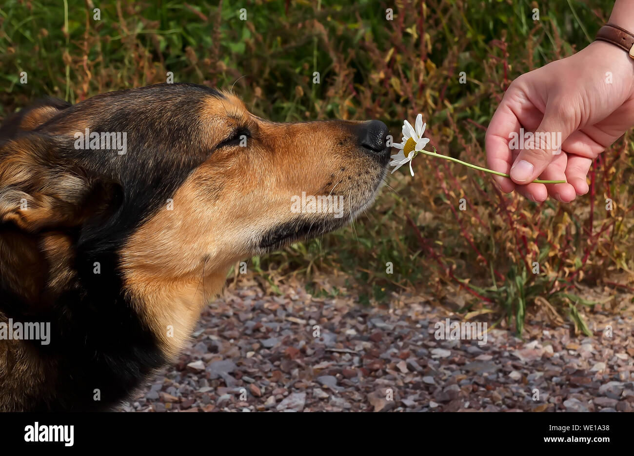 Dog flower smelling hi-res stock photography and images - Alamy