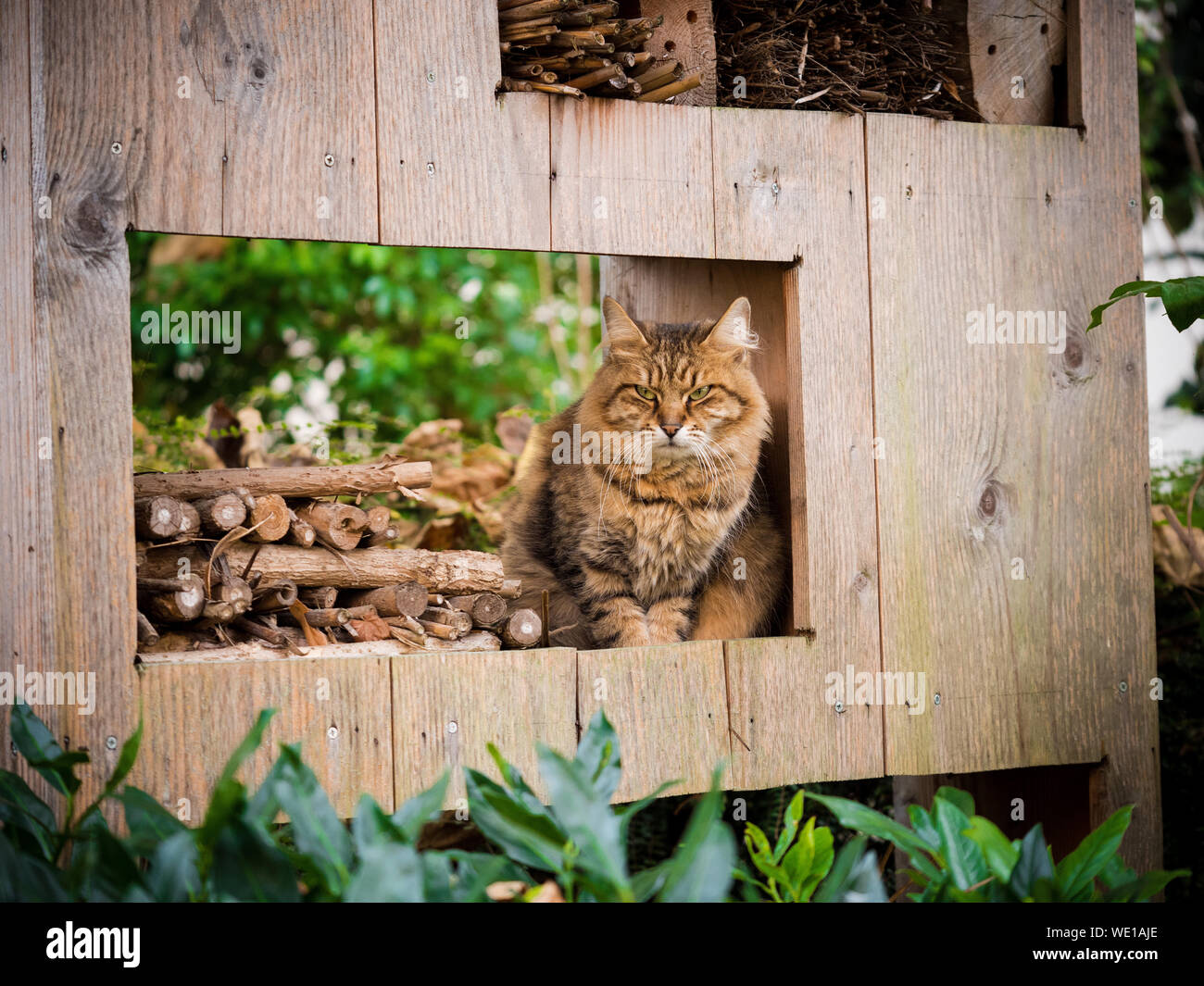 Cat on logs hi-res stock photography and images - Alamy