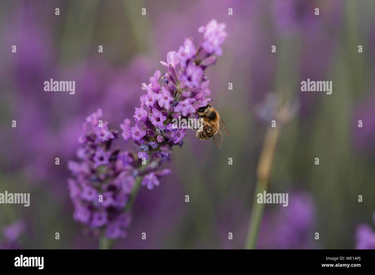 Bumblebee closeup shot . Macro photography, Summer vibes Stock Photo ... Bumblebee closeup shot . Macro photography, Summer vibes Stock Photo ...