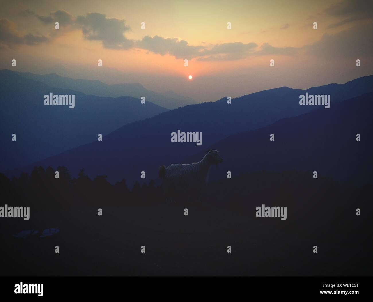 Goat at sunset hi-res stock photography and images - Alamy