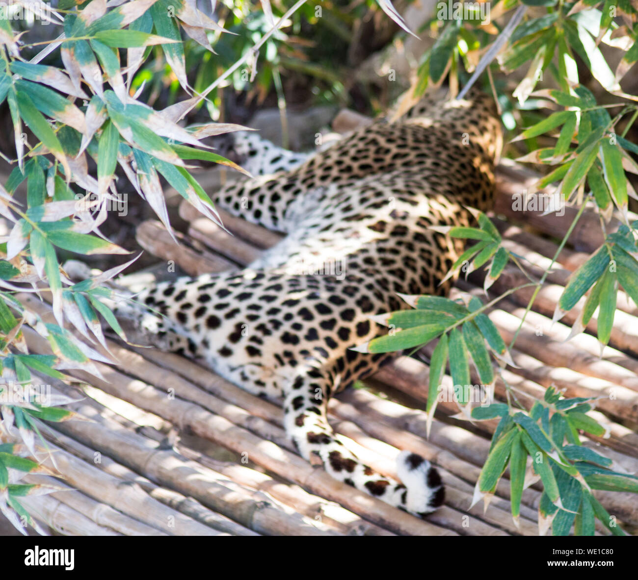 Cheetah tree sleeping hi-res stock photography and images - Alamy