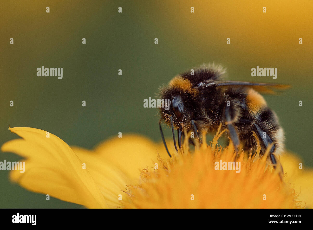 Bumblebee macro photography Stock Photo - Alamy