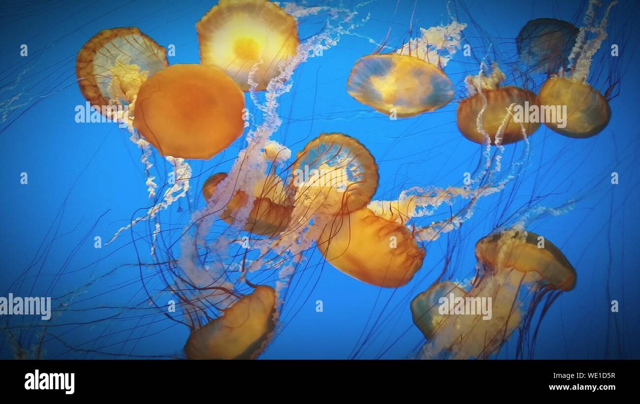 Group of jellyfish hi-res stock photography and images - Alamy