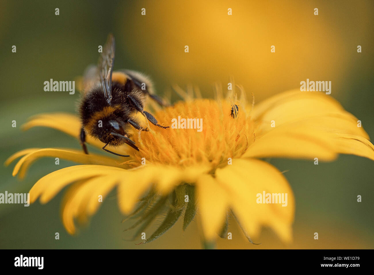 Bumblebee macro photography Stock Photo - Alamy Bumblebee macro photography Stock Photo - Alamy