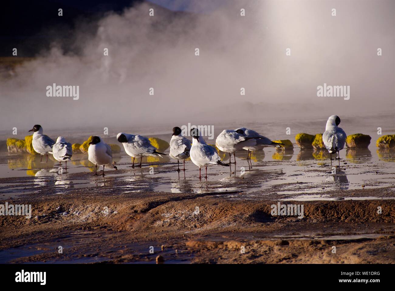 Habitat water birds hi-res stock photography and images - Alamy