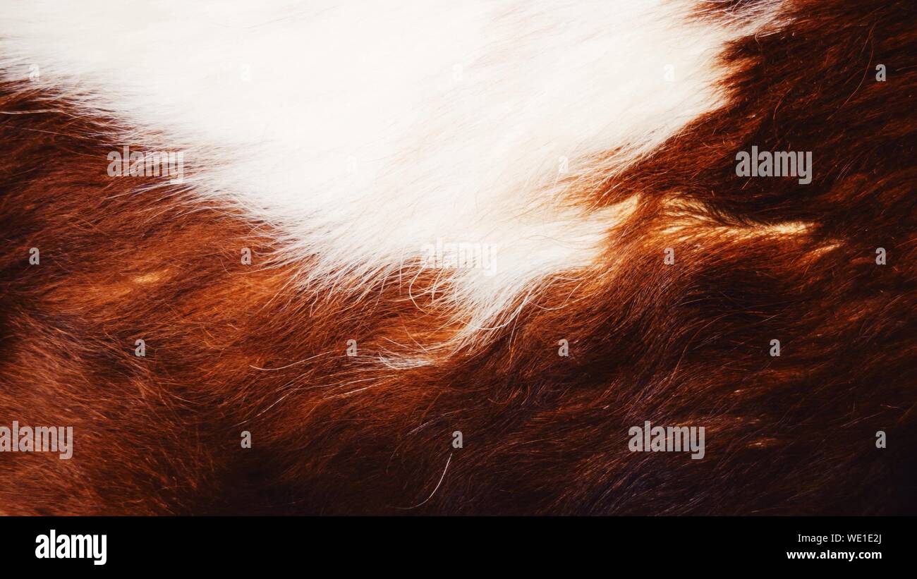 Brown hair cow hi-res stock photography and images - Alamy