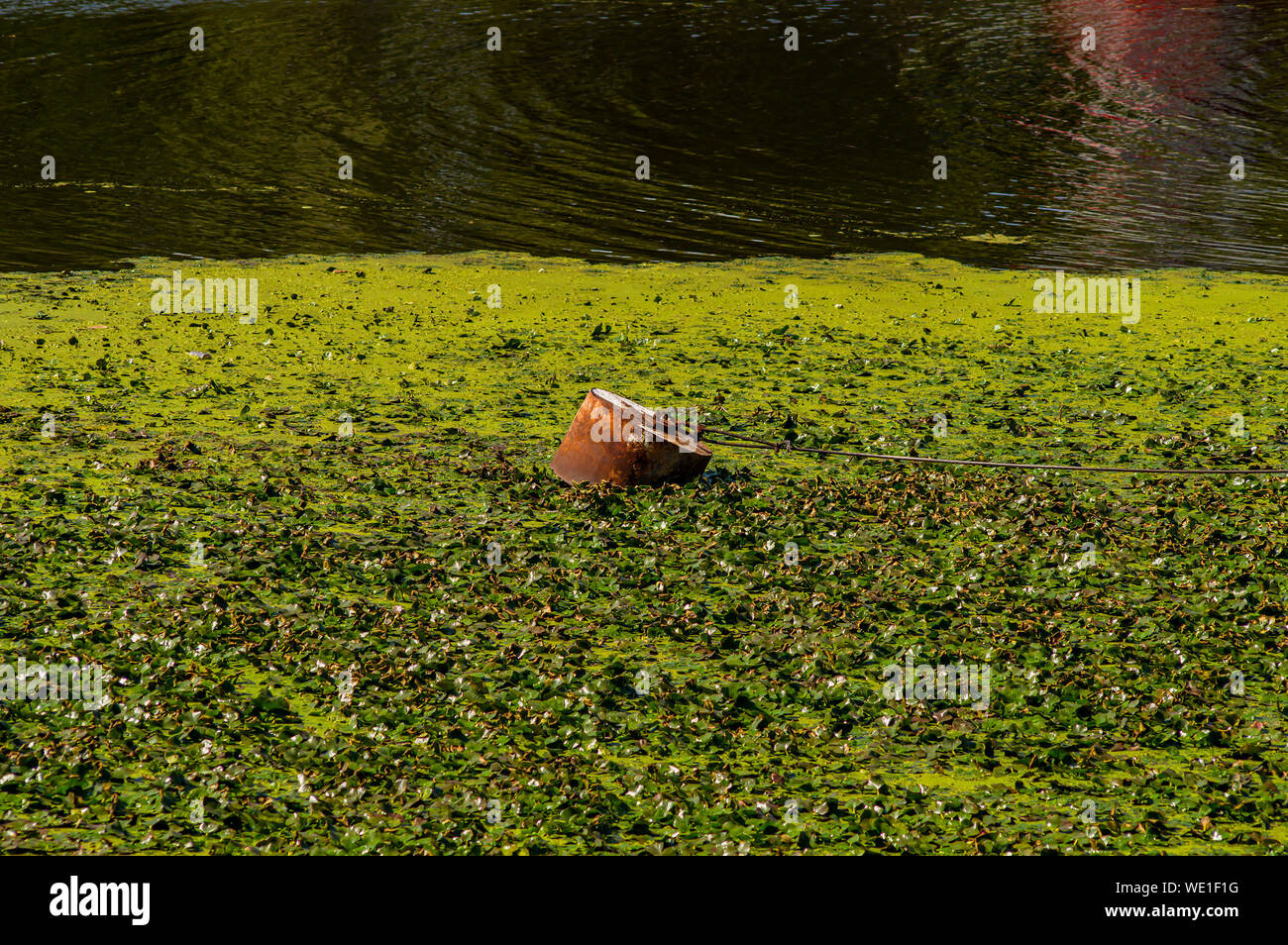 Old rusty river buoy in plants. Shipping. Background image Stock Photo ...