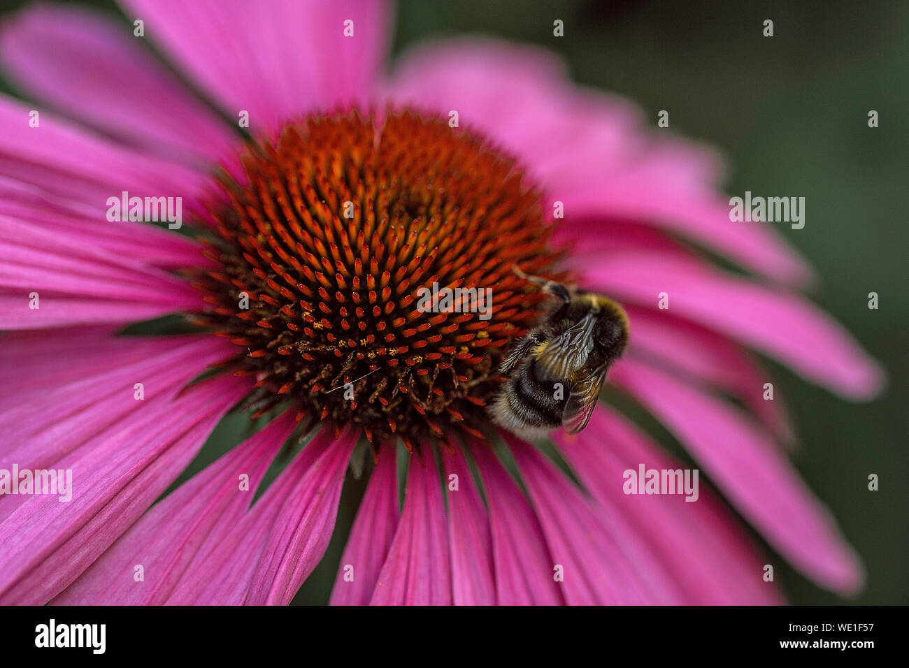 Fat insect hi-res stock photography and images - Alamy