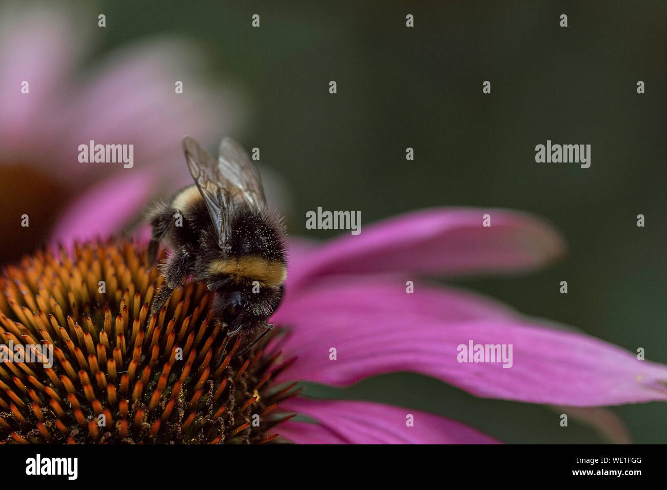 Bumblebee macro photography Stock Photo - Alamy