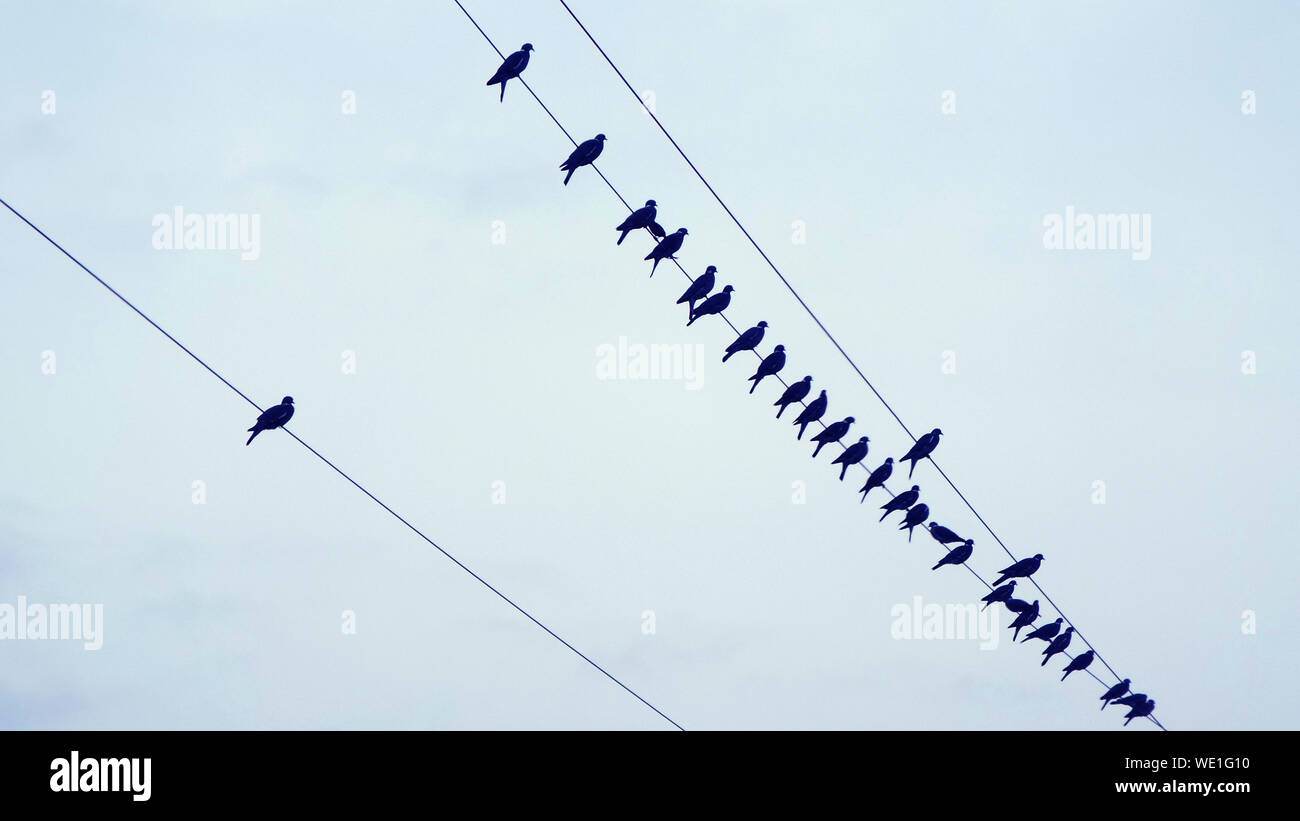 Birds in a row flying in a clear sky hi-res stock photography and ...