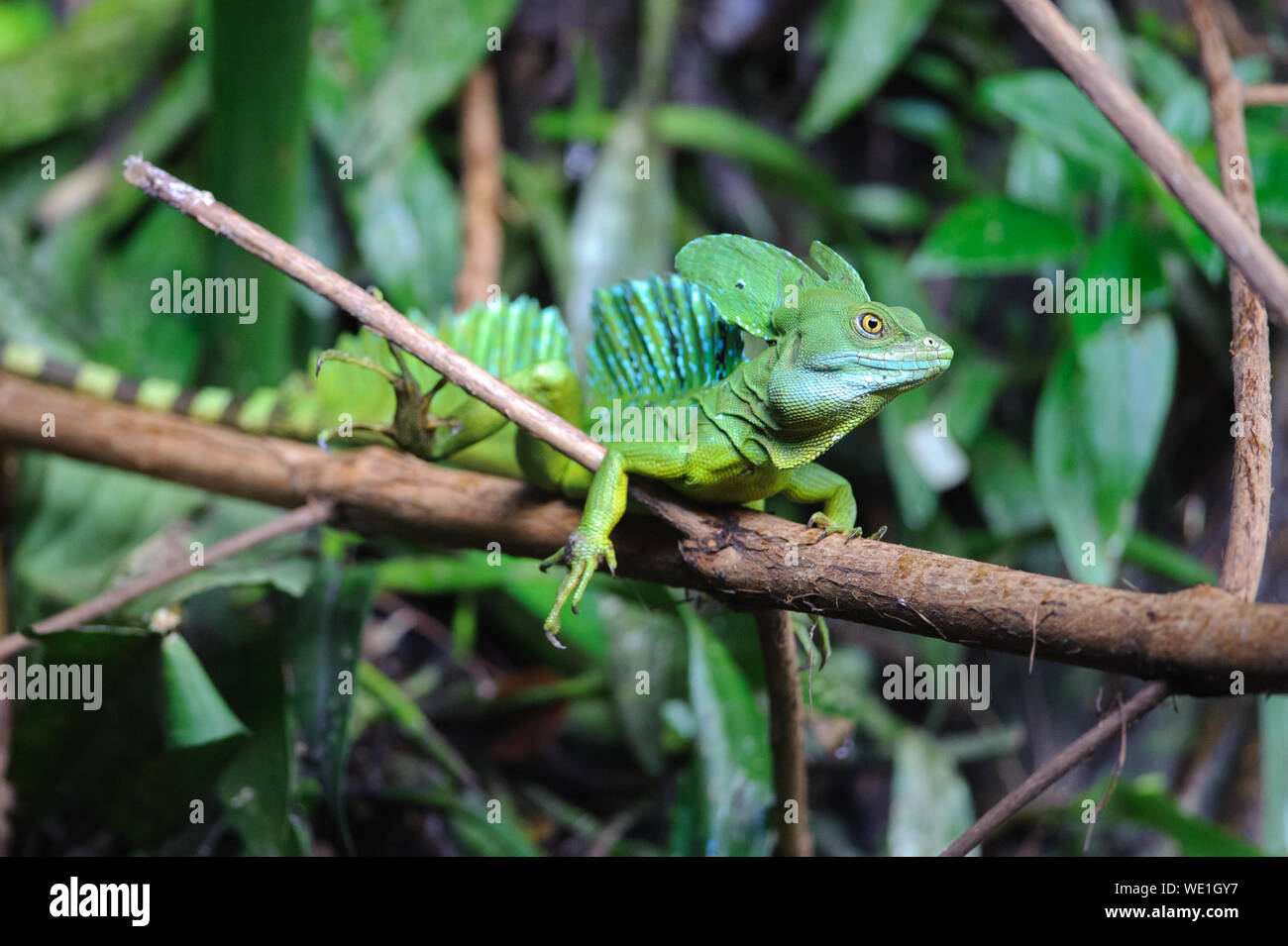 Lizard on tree branch hi-res stock photography and images - Alamy