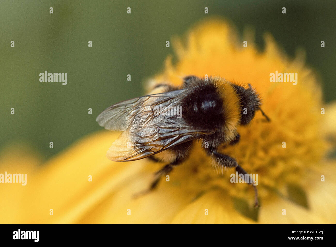 Bumblebee macro photography Stock Photo - Alamy