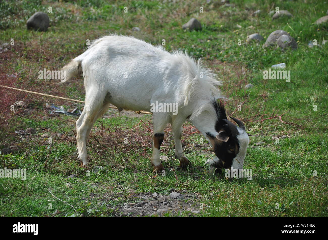 Goat On Leash High Resolution Stock Photography and Images - Alamy