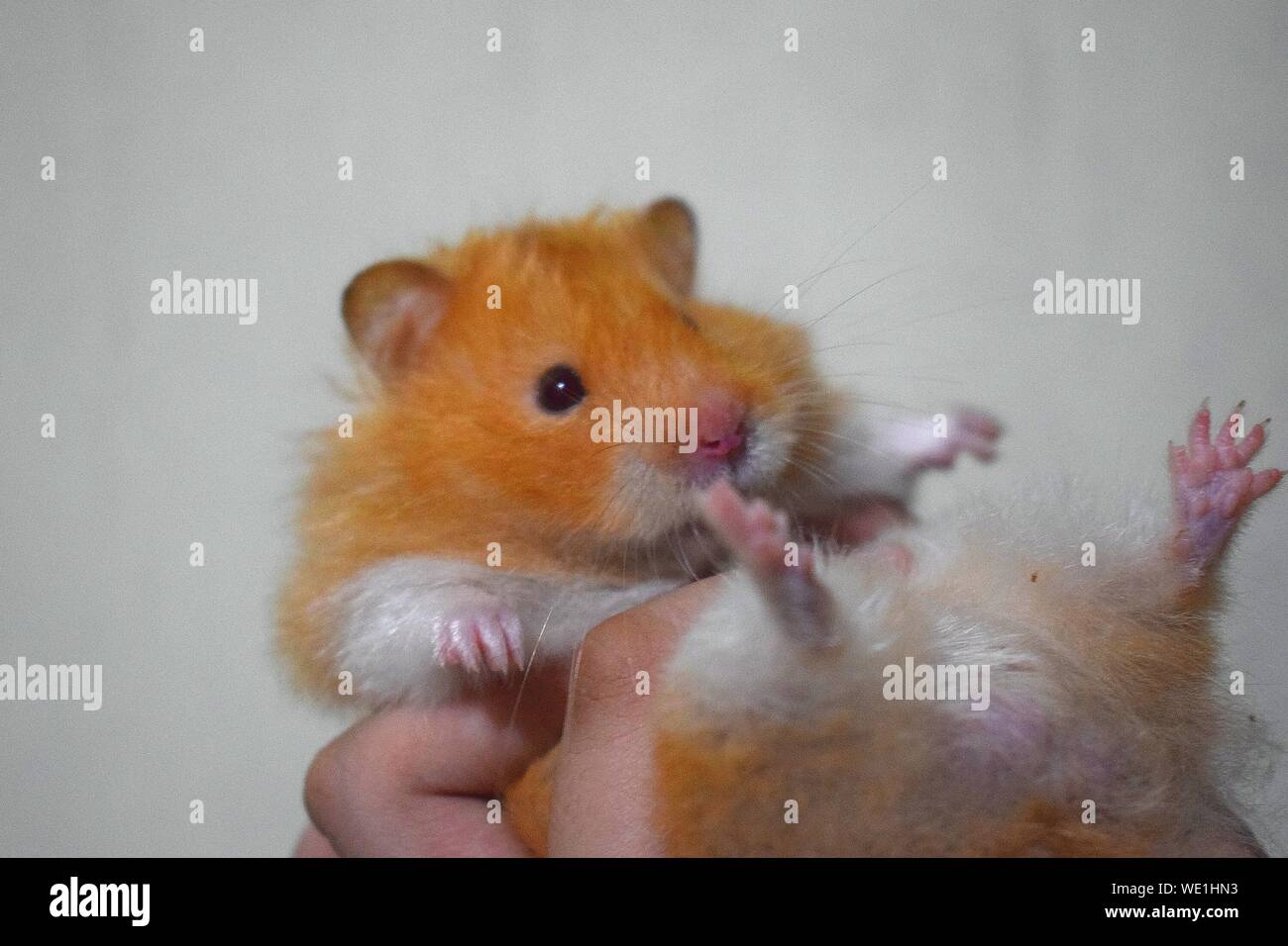 Hand Holding Hamster High Resolution Stock Photography and Images - Alamy