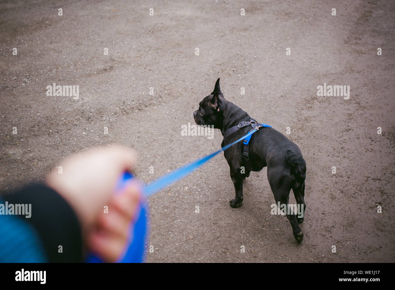 Dog Leash Hand High Resolution Stock Photography and Images - Alamy