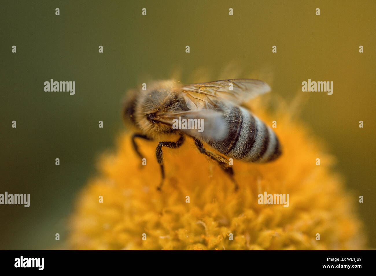 Bee macro photography Stock Photo - Alamy
