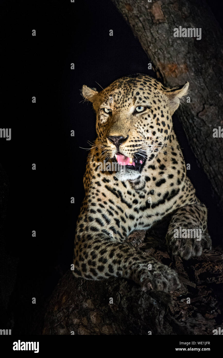 Leopard night hi-res stock photography and images - Alamy