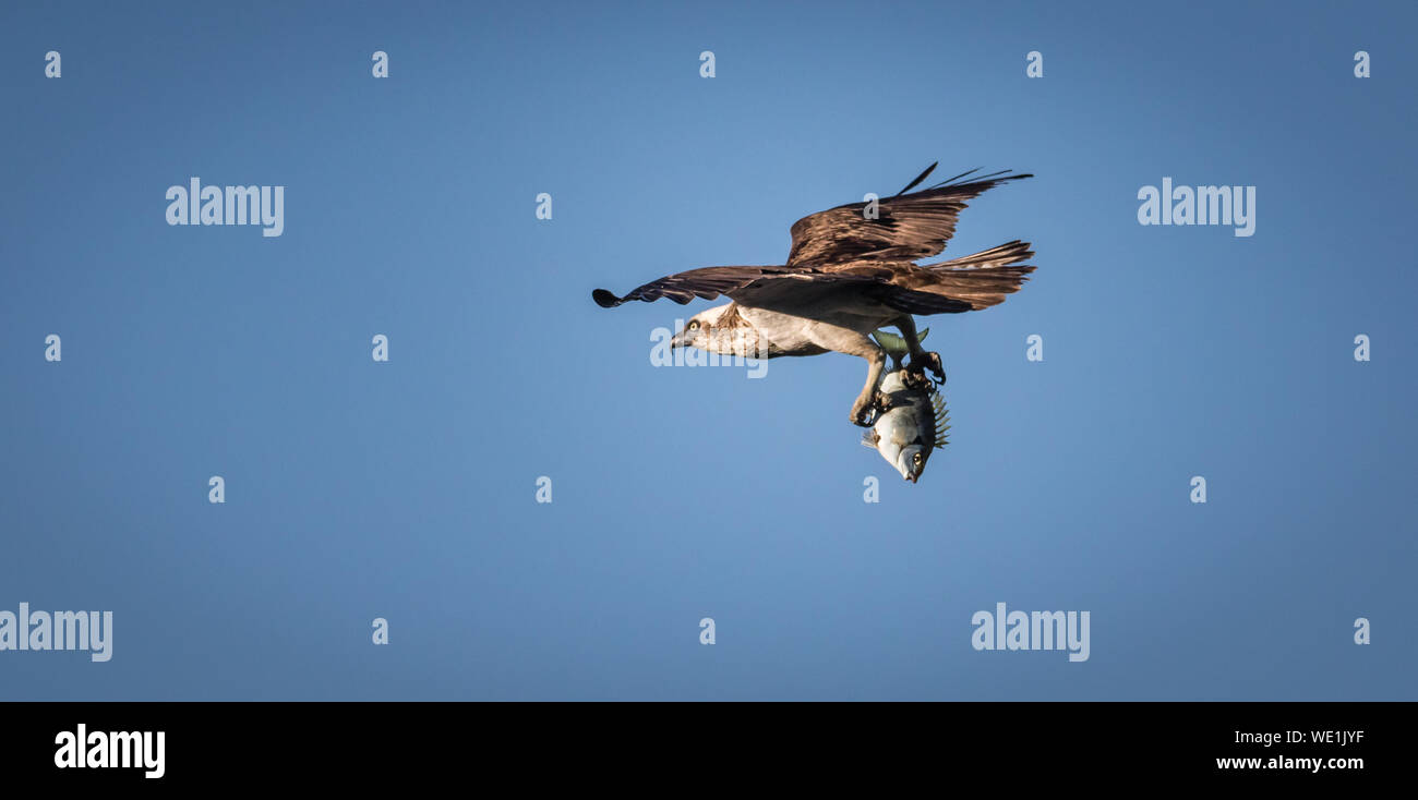 Spread claws hi-res stock photography and images - Alamy