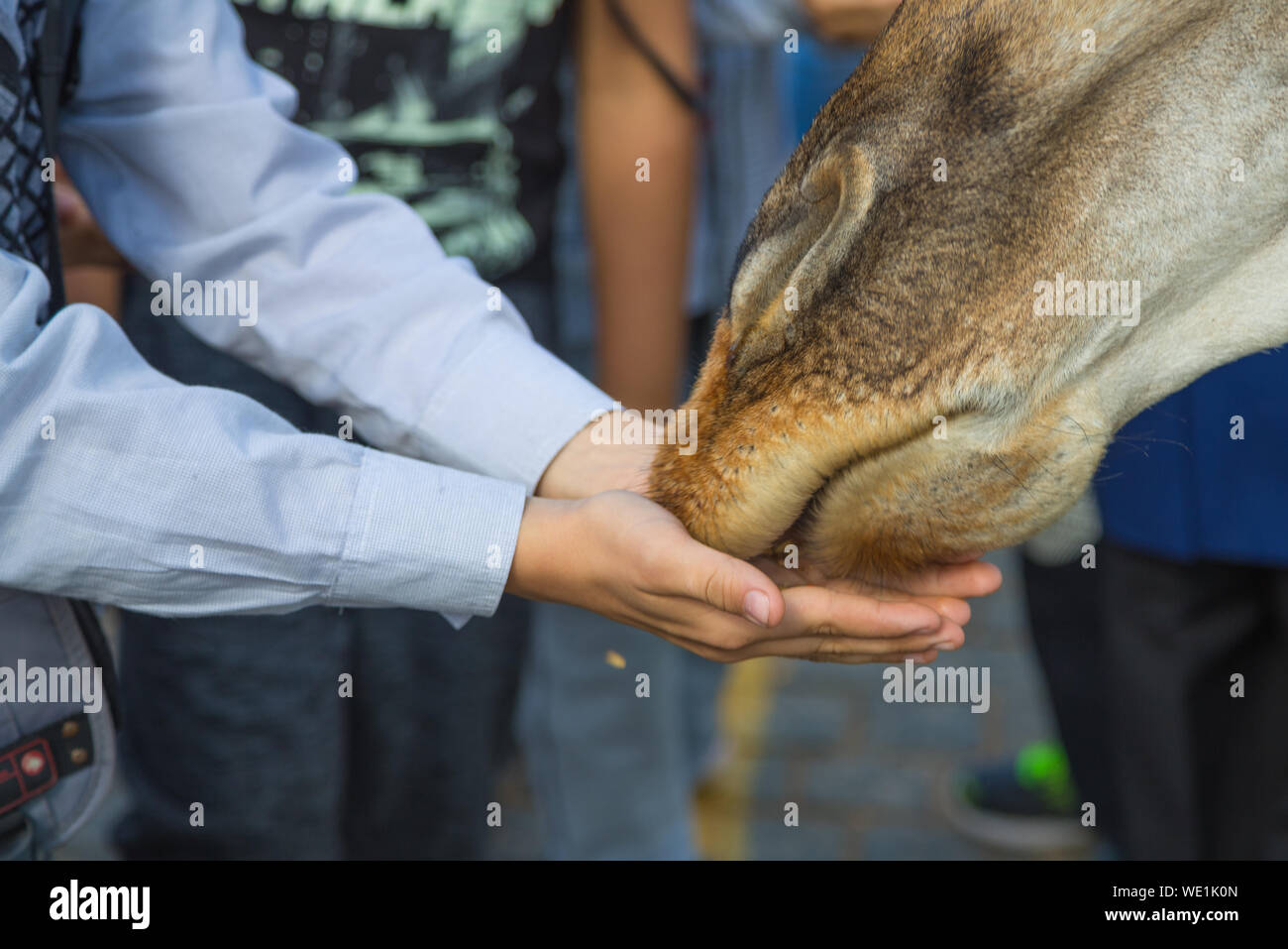 Human and animal bonding hi-res stock photography and images - Alamy