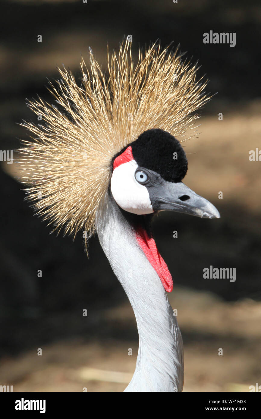Crane profile hi-res stock photography and images - Alamy