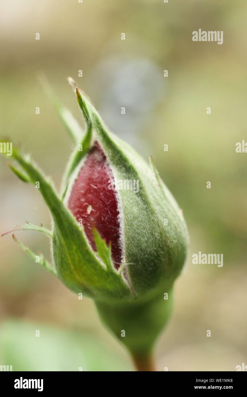 Budding flower hi-res stock photography and images - Alamy