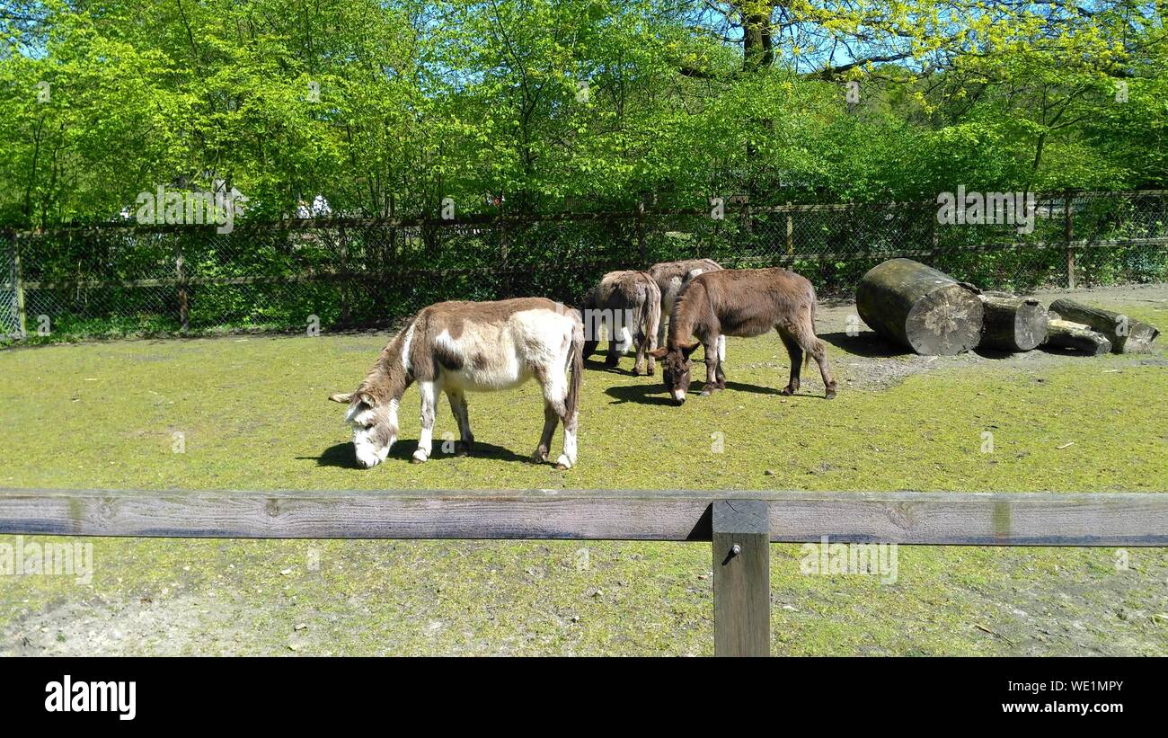 Grazing farm animals hi-res stock photography and images - Alamy