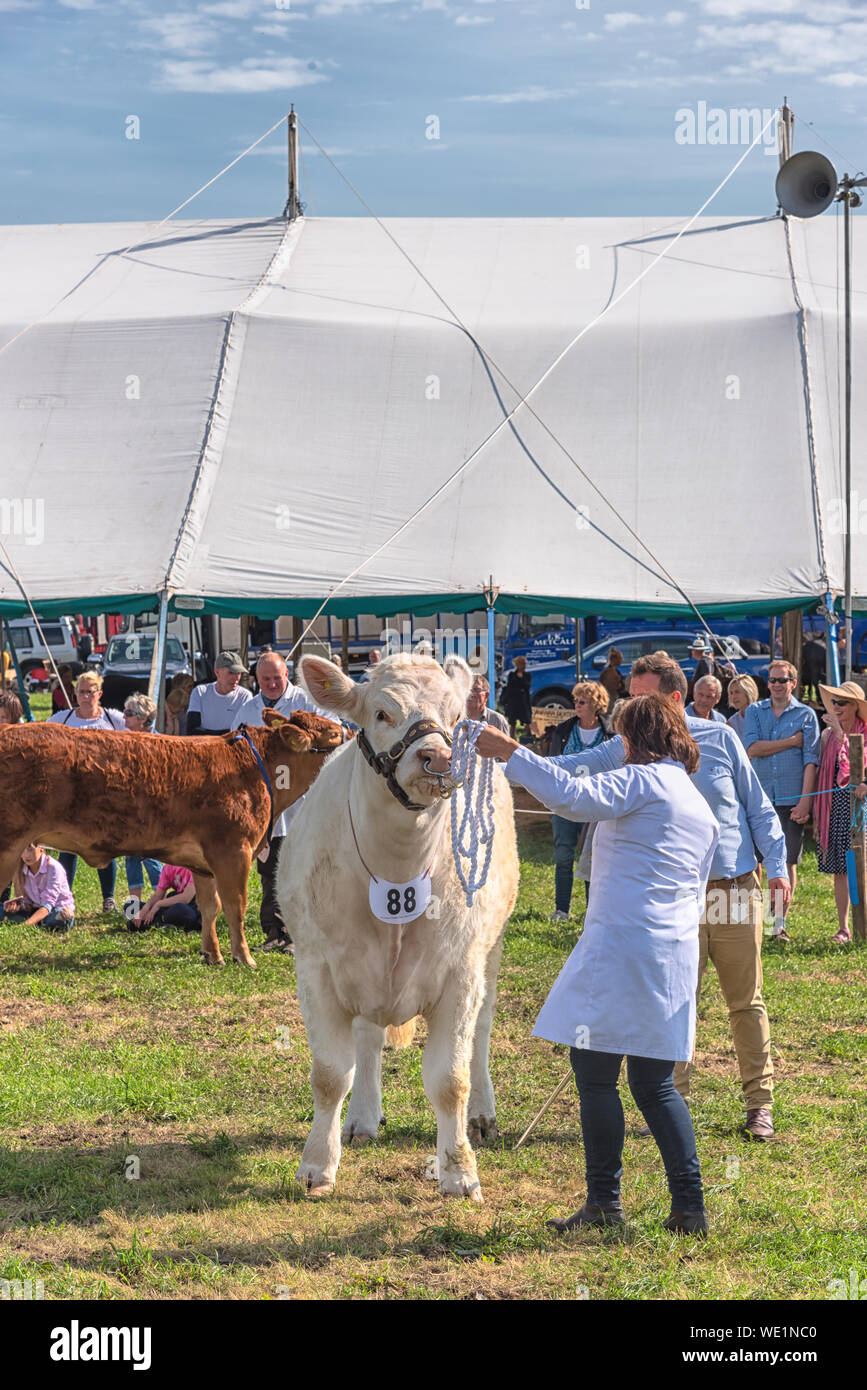 Cattle judging at an agricultural show Stock Photo - Alamy