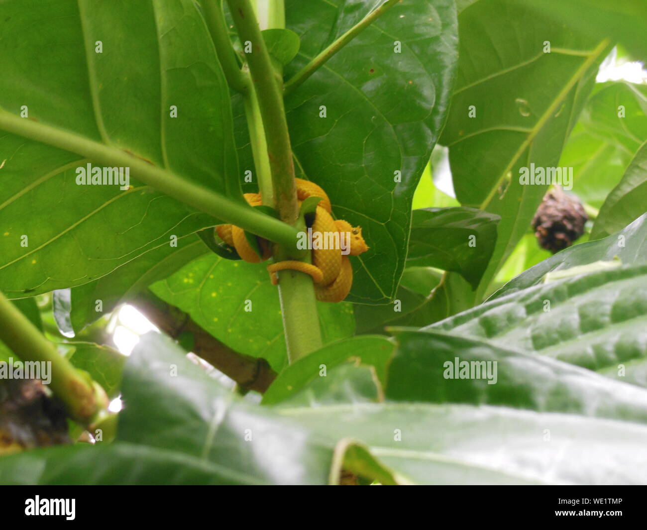 Yellow snake plant hi-res stock photography and images - Alamy