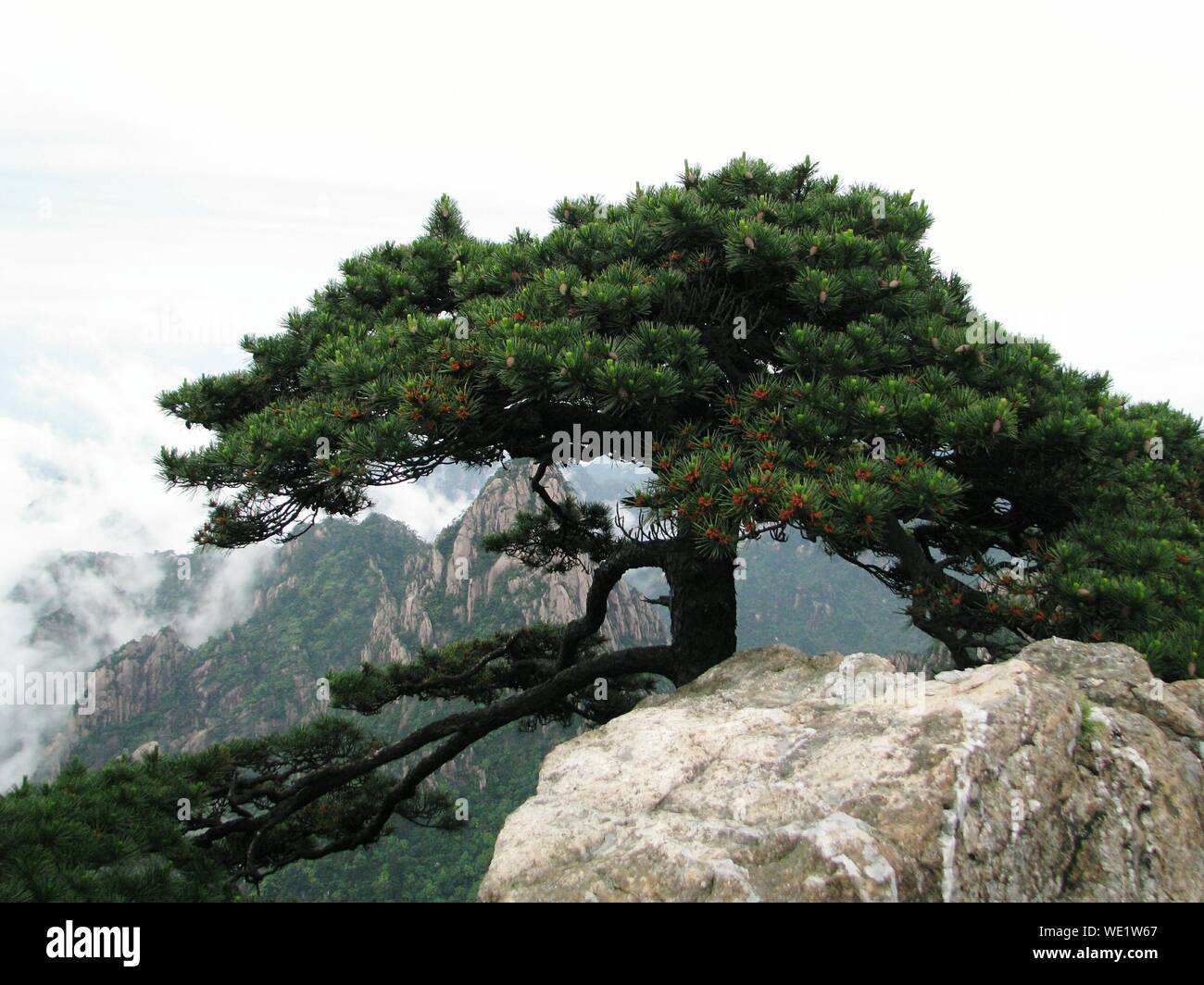 Huangshan Pine Tree High Resolution Stock Photography and Images - Alamy