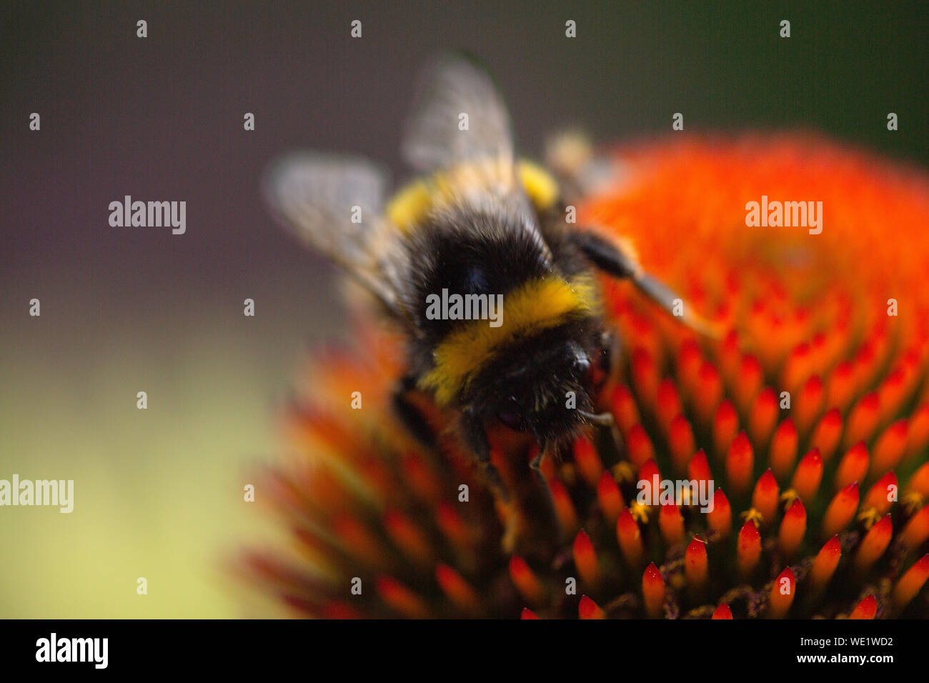 Bumblebee macro photography Stock Photo - Alamy