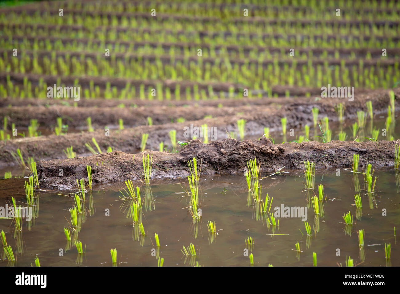 Pattern of rice seedlings in green rice fields Stock Photo - Alamy