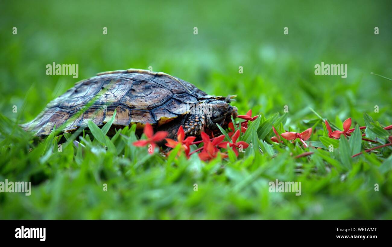 Spiny Turtle High Resolution Stock Photography and Images - Alamy
