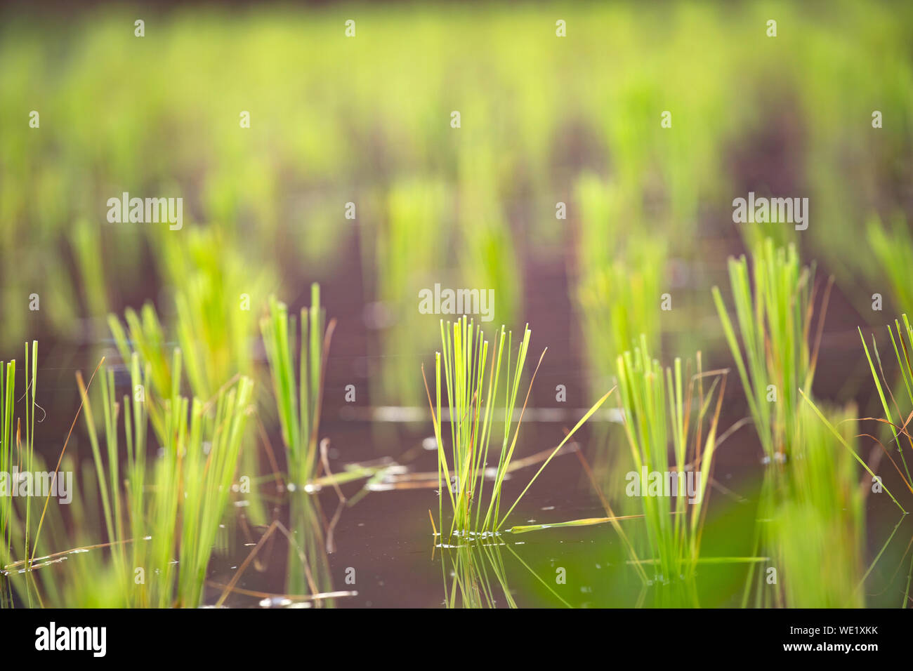 Pattern of rice seedlings in green rice fields Stock Photo - Alamy