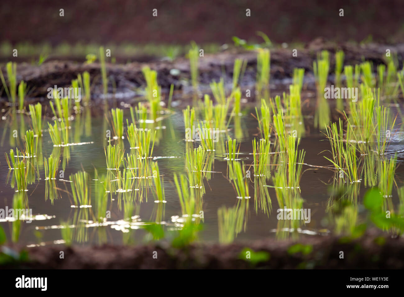Pattern of rice seedlings in green rice fields Stock Photo - Alamy