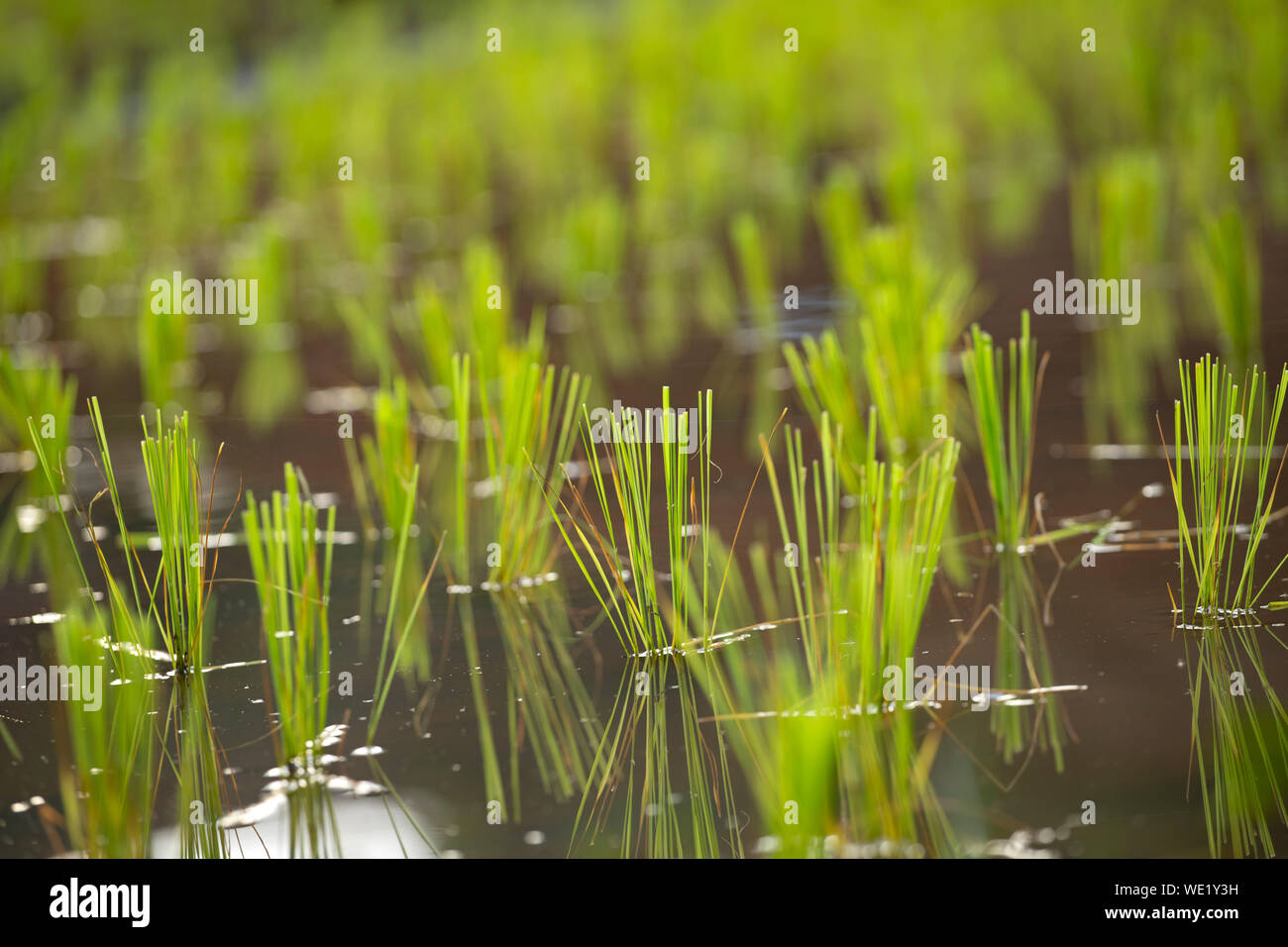 Pattern of rice seedlings in green rice fields Stock Photo - Alamy