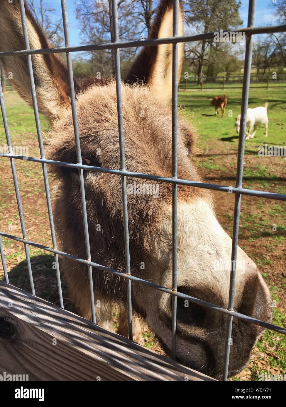 Donkey at fence hi-res stock photography and images - Alamy