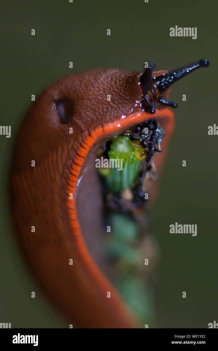 Slug hi-res stock photography and images - Alamy