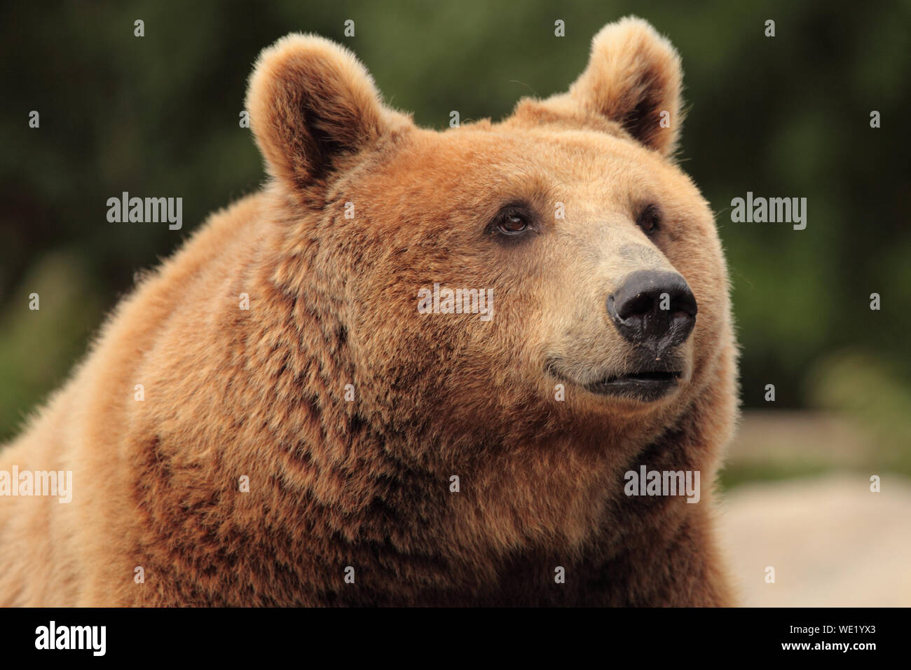Grizzly Bear Looking Up High Resolution Stock Photography and Images ...
