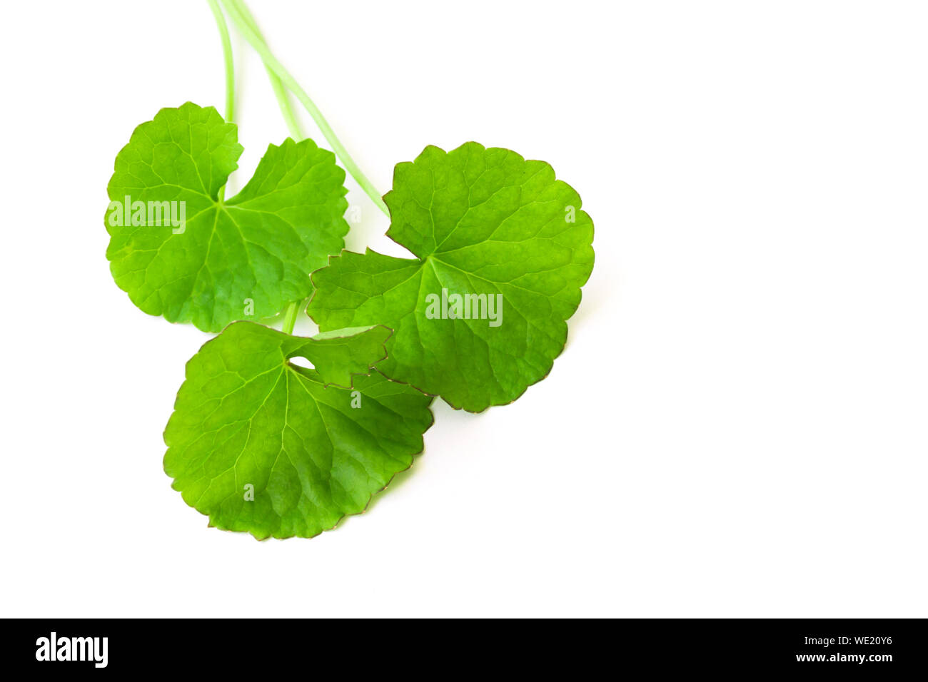Centella asiatica plant hi-res stock photography and images - Alamy