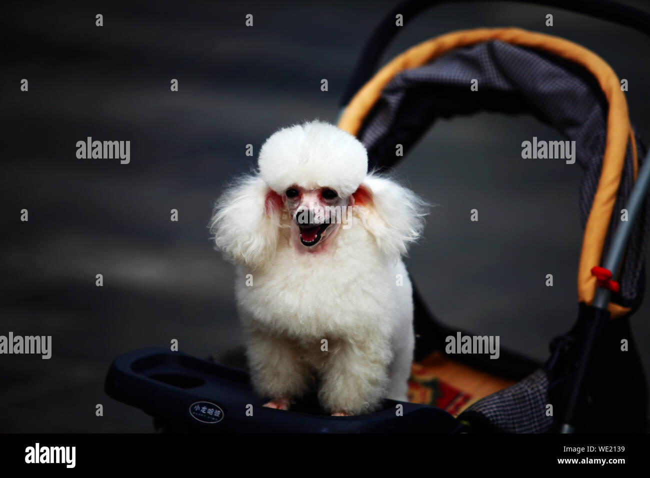 Dog pram hi-res stock photography and images - Alamy