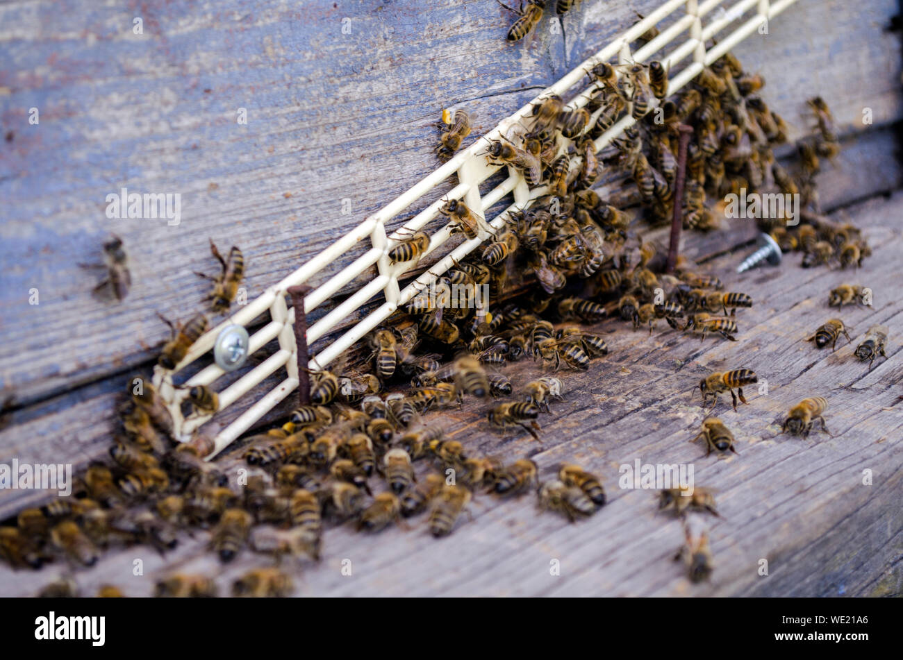 Honey bees swarm close up hi-res stock photography and images - Alamy