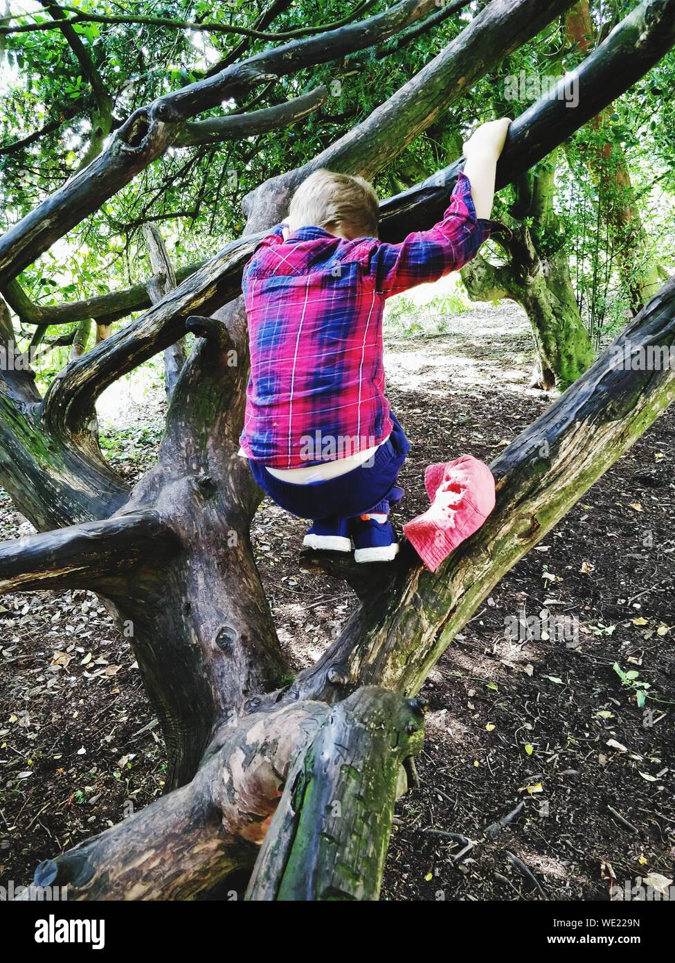 Boy climbing tree boys High Resolution Stock Photography and Images - Alamy
