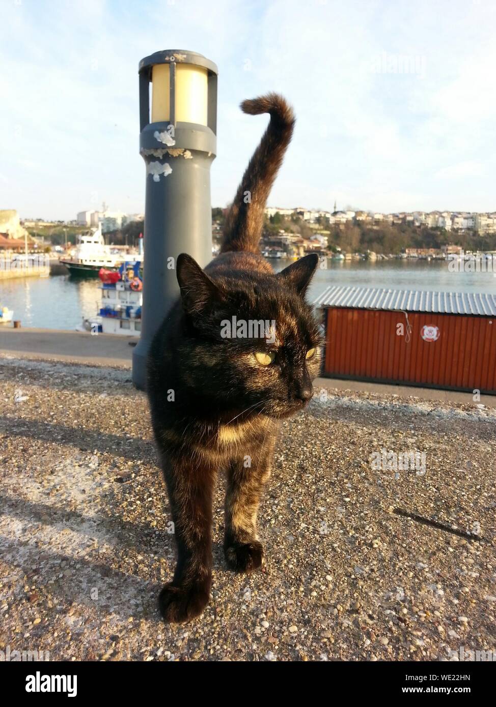 Cat and sea hi-res stock photography and images - Alamy